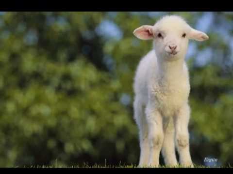 Özlem Özdil-Giyin alları yarim&çekme halay başını