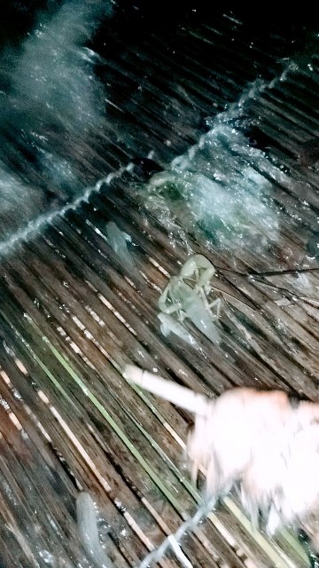 sarap mag bantay asar #nature #alam #provincelife #kamangalap #fishing ...