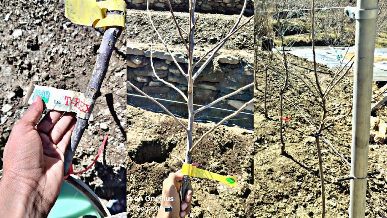 m9 rootstock new plantation 2025 ♥️ - YouTube