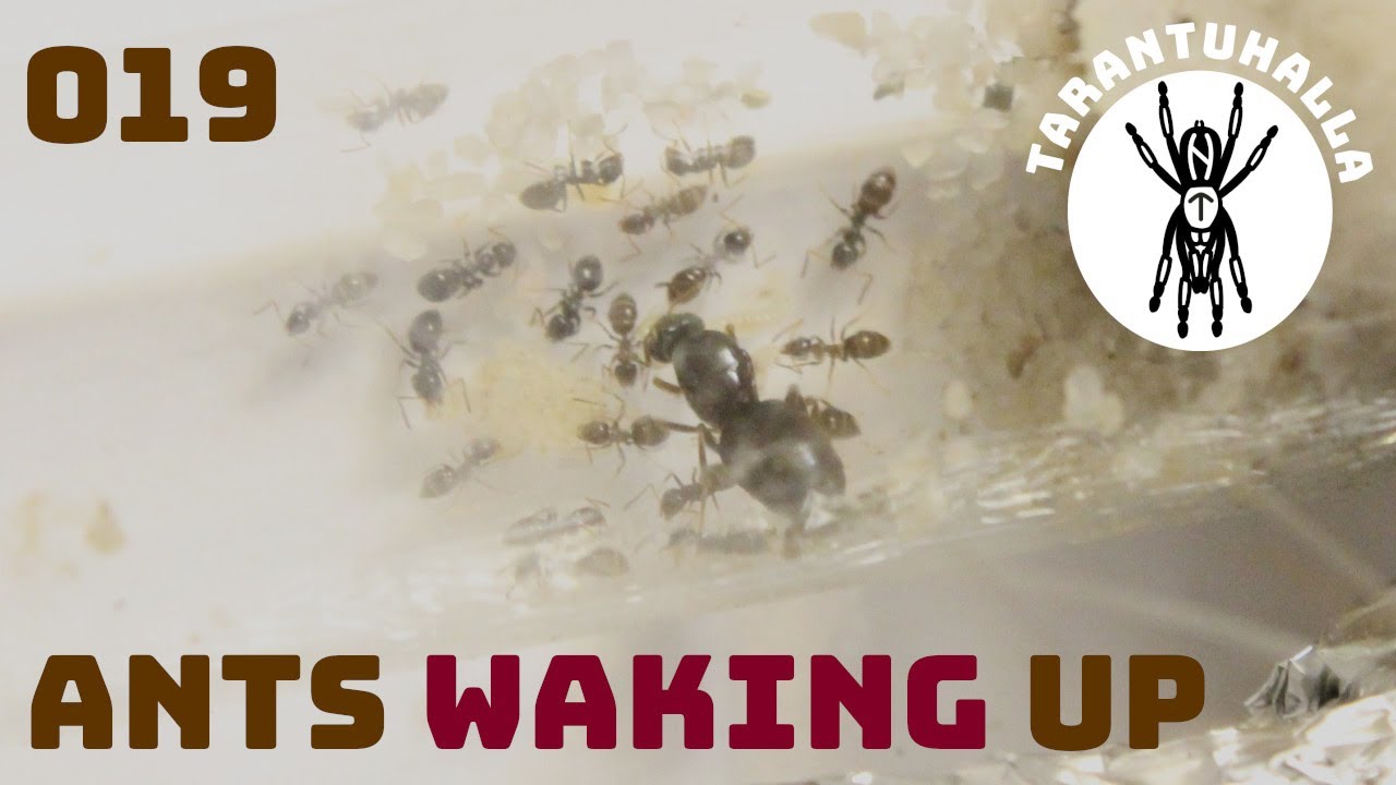019 - A story of ants and spiders - Waking ants from hibernation - YouTube