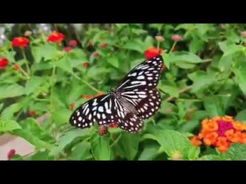 Gerçek Sevgi Allah'a Olan Sevgidir