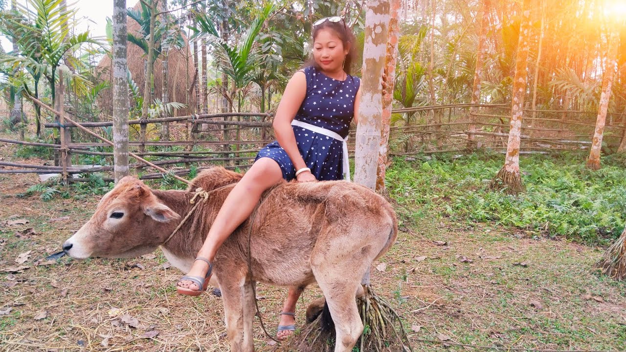cow riding full weight | sitting | cow sitting 😍🤣 - YouTube