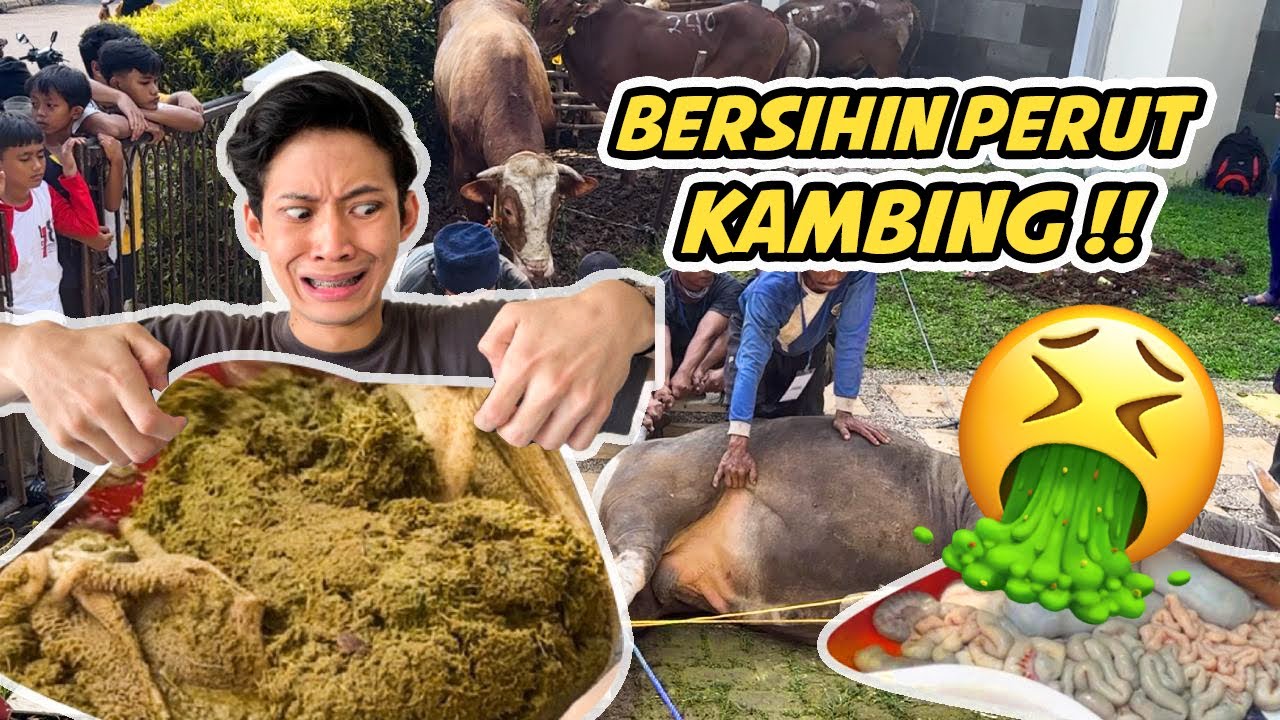 IDUL ADHA BY BERSIHIN PERUT KAMBING! - YouTube