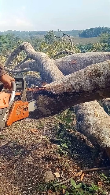 Cut red and hard Albasia wood#wood#woodworking#shorts - YouTube