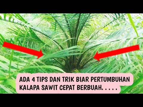 KELAPA SAWIT TUMBUH SUBUR DAN CEPAT MENGELUARKAN BUNGA DOMPET - YouTube
