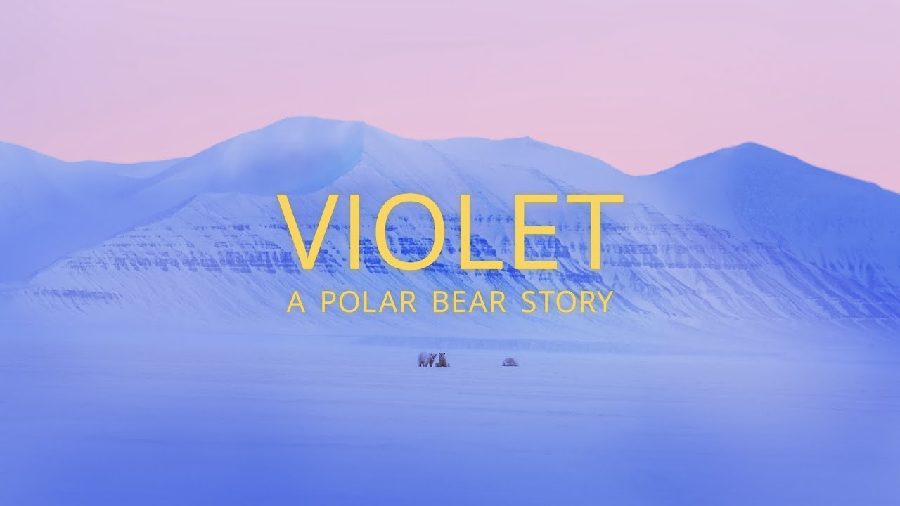 Violet: A Polar Bear Story Trailer - YouTube