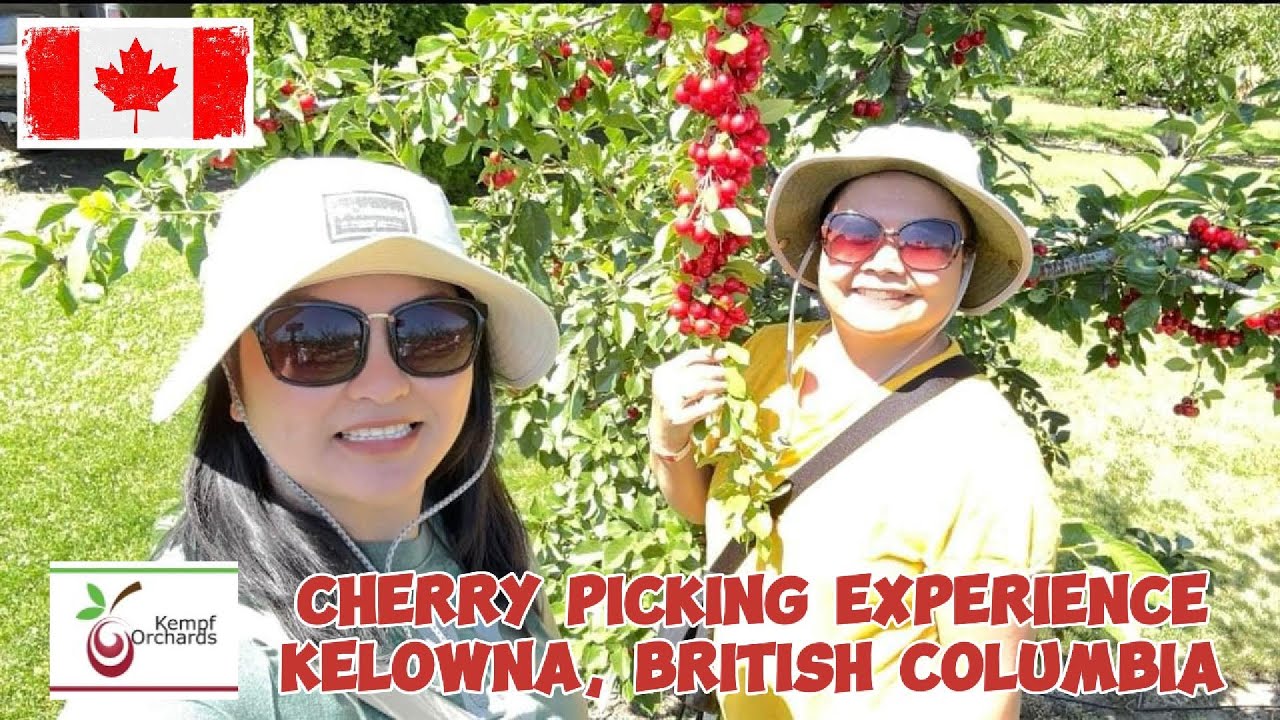 CAMPING TRIP: CHERRY PICKING EXPERIENCE, KELOWNA BC/ BUHAY CANADA - YouTube