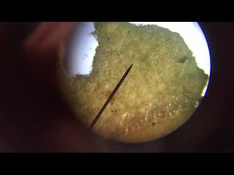 Under the Microscope Cigarette - YouTube
