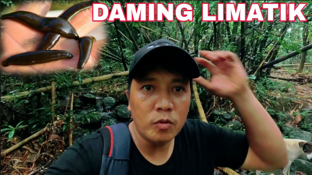 Ganda ng nakita nating kahoy sa gitna na gubat Daming limatik - YouTube