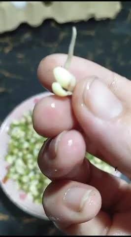 How to Grow Monggo beans at home! #gardeningtips #planttherapy # ...