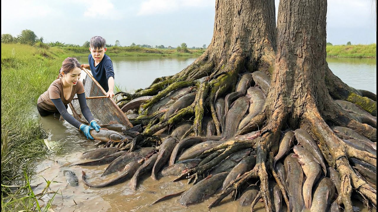 Harvesting Millions Giant Swamp Fish, Cooking With Wild Food | Self ...
