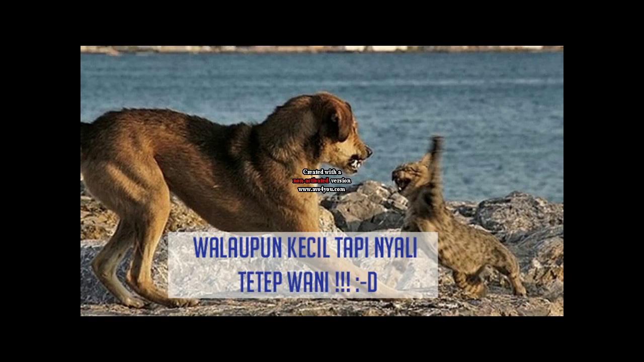 Harimaw vs Anjing - YouTube