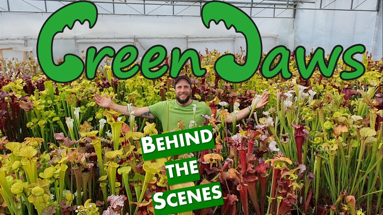 Behind the Scenes of Green Jaws Carnivorous Plant Nursery in Germany ...
