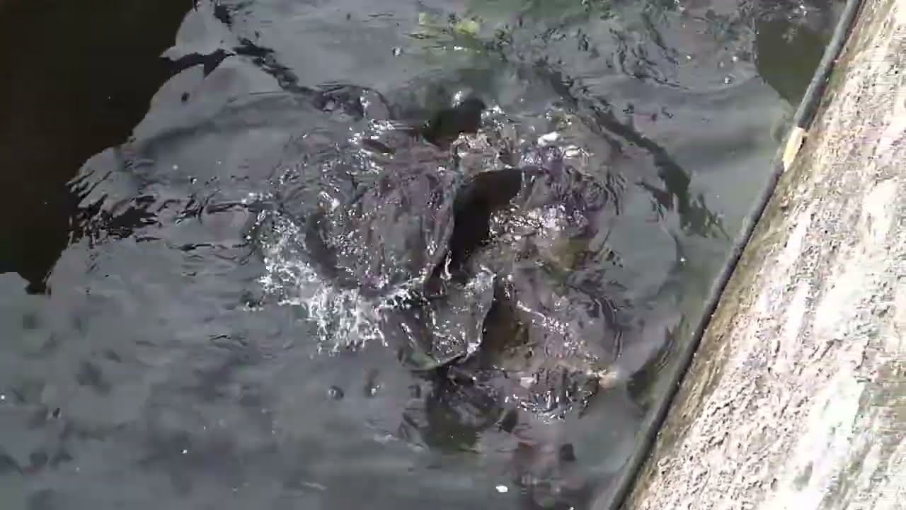 Rohu Fish Nainital Uttarakhand Big Rahu Fishing - YouTube