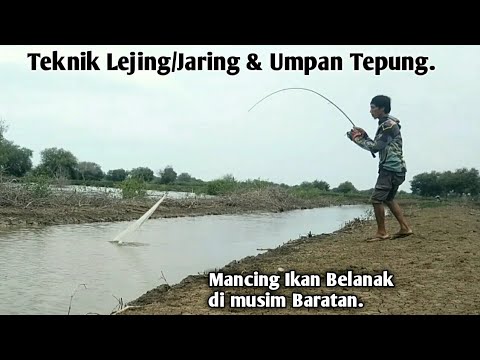 Teknik Lejing/Jaring dan Umpan Tepung Mancing Ikan Belanak - YouTube