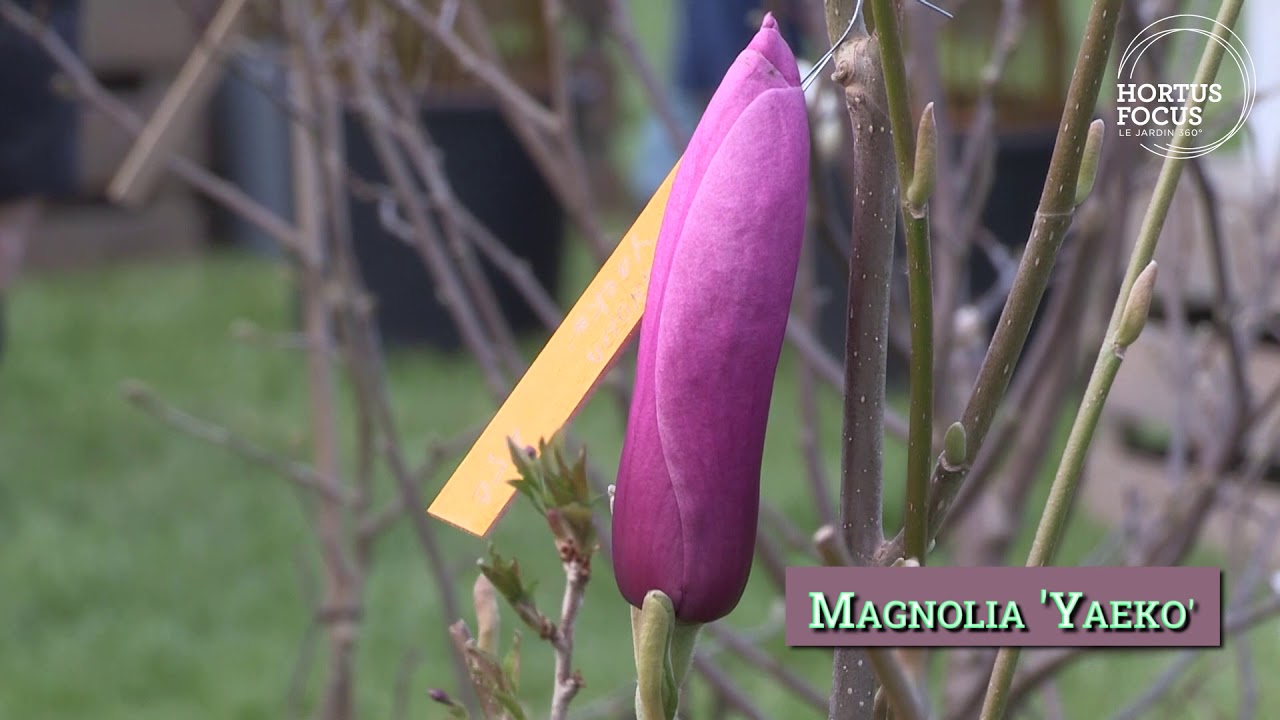 Conseil d'experts : quel magnolia planter ? - YouTube