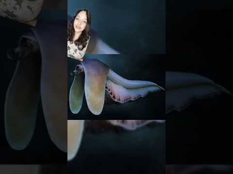 Animales prehistóricos extraños: Balhuticaris voltae - YouTube