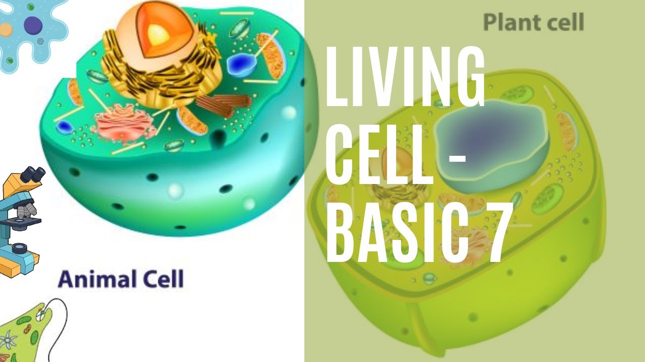 Living Cells | BASIC 7 - YouTube