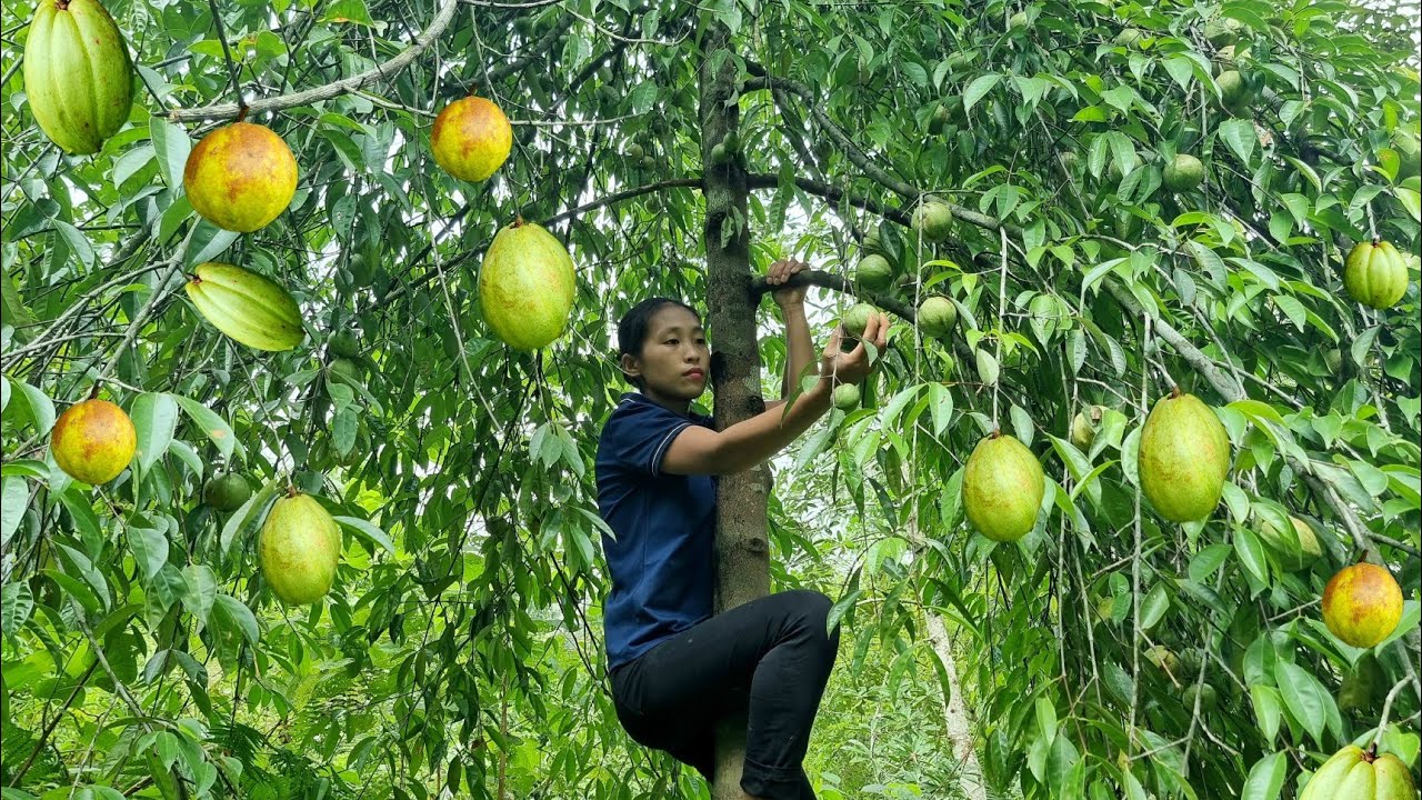 Harvest forest fruits and bring them goes to the market to sell ...