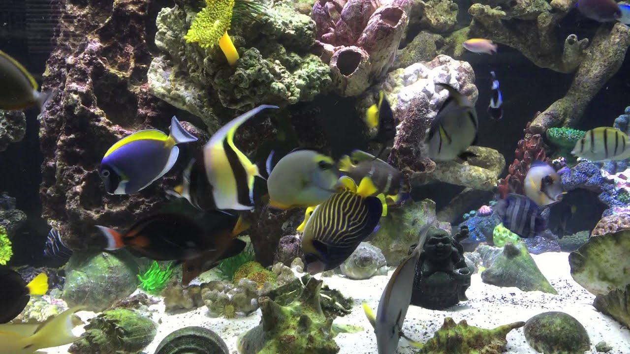 150 Gallon Fully Stocked Fish Only Reef Tank - YouTube
