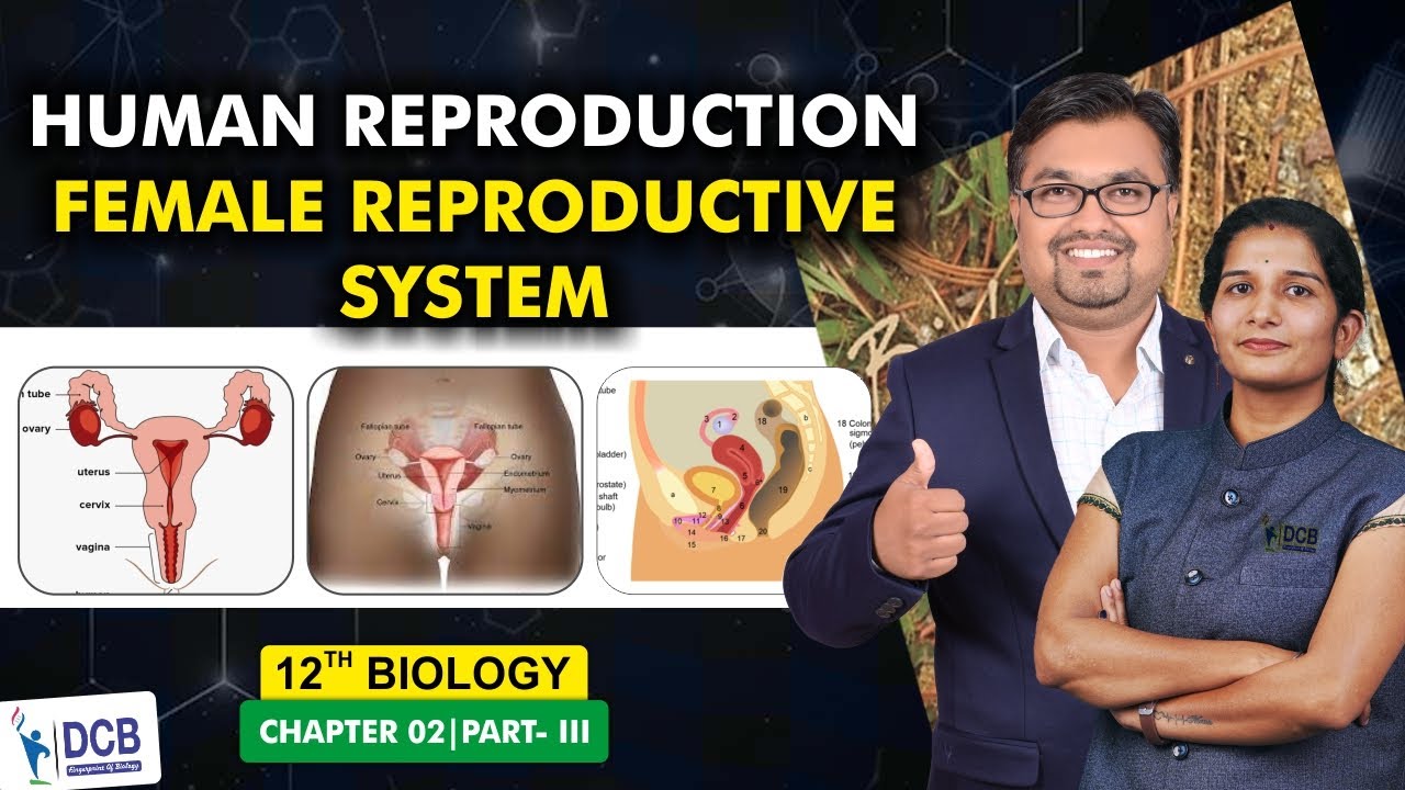 CHAPTER 02 | HUMAN REPRODUCTION | PART III | FEMALE REPRODUCTIVE SYSTEM ...