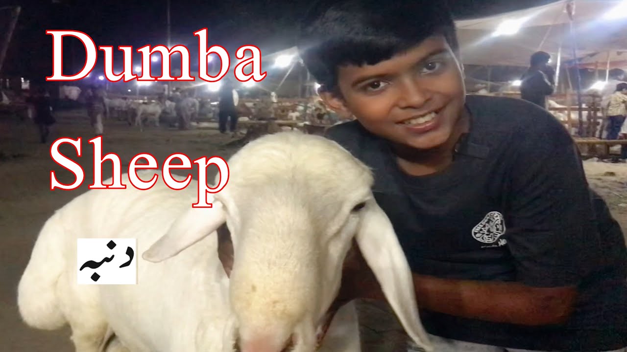 Dumba Sheep Purchased | Fat-tailed Sheep | Doctor Bhai Vlogs | - YouTube