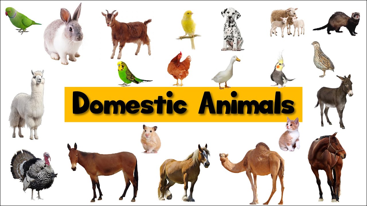 Domestic Animals Vocabulary ll 25 Domestic Animals Name In English With ...