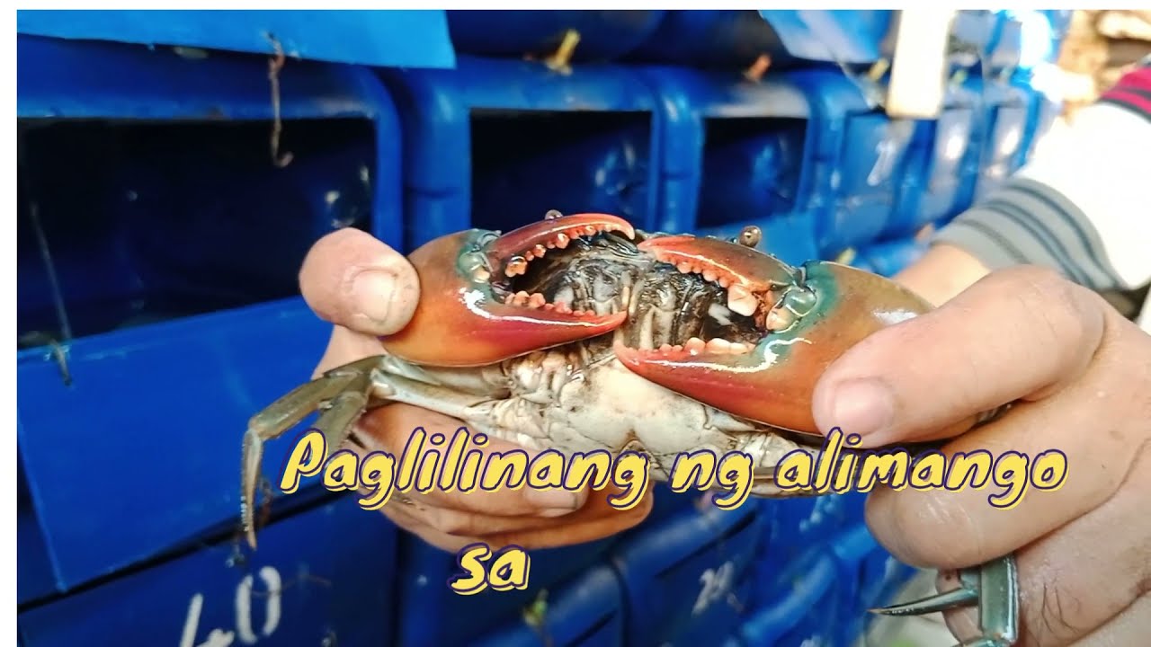 Paano Alagaan ang Alimango sa Bahay - YouTube