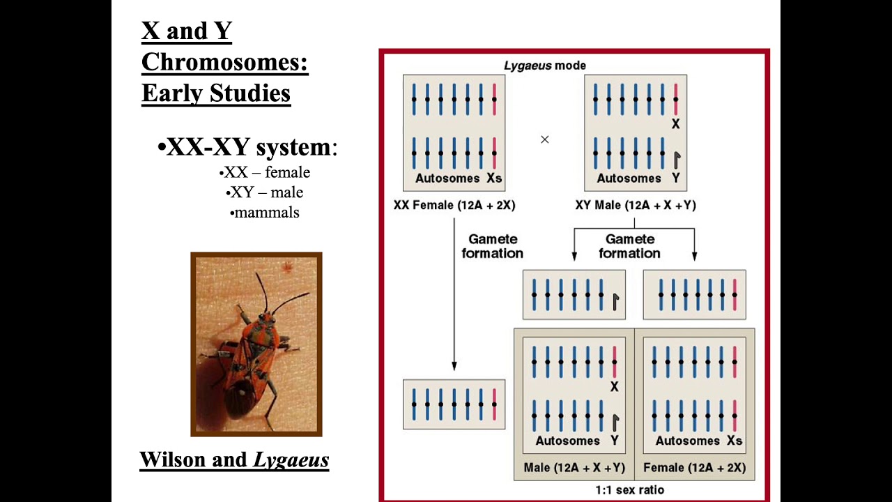 Biol3010 Lec Sex Determination Part 1 Youtube