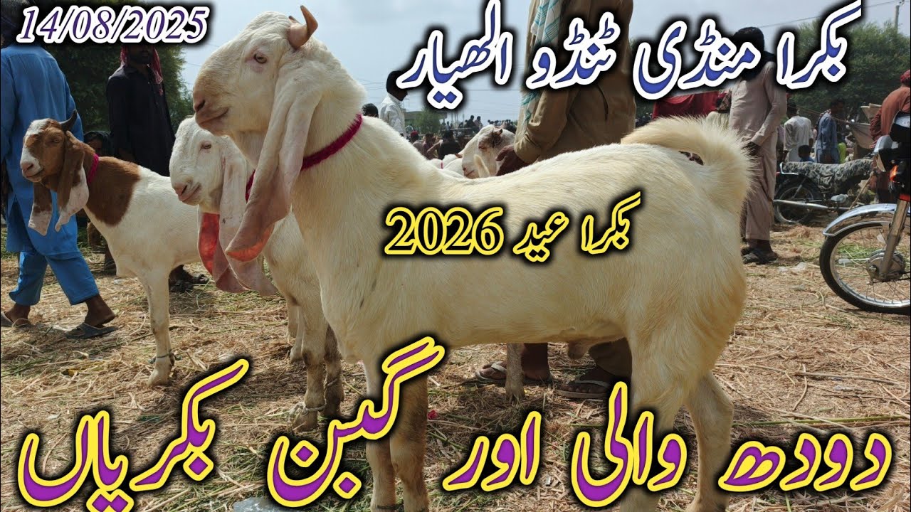 Bakra Mandi TANDO ALLHAYAR |Today update | mix goat breed | sasti Mandi ...