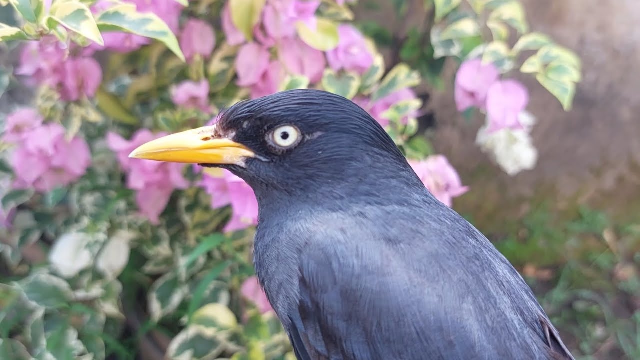 Jalak Kebo Mata Kuning Gacor MAnggut Manggut Untuk Pancingan Burung ...