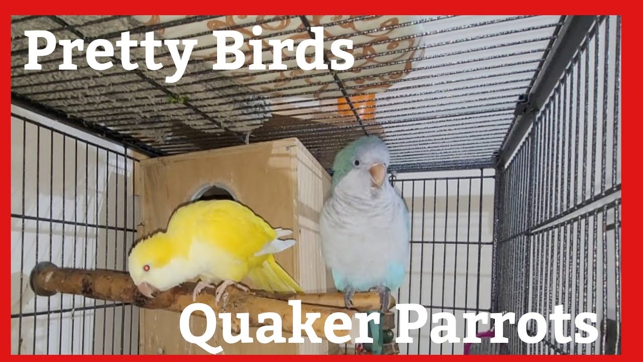 Talking Blue Parrot | Quaker Parrot Speaking | Quaker Parrot Talking ...