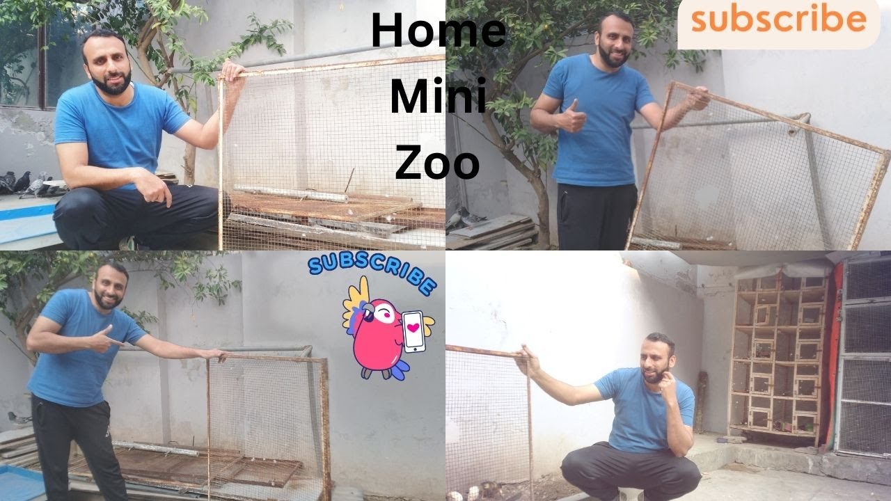 Mini Zoo in Home | Home Mini Zoo | New Mini zoo UpDate | Fancy Pigeon ...