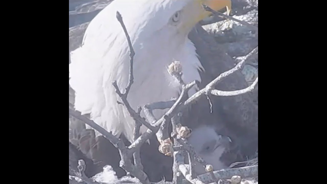 20230316 JC Tissue Worthy Cuteness of JC22 - Johnson City Bald Eagles ...
