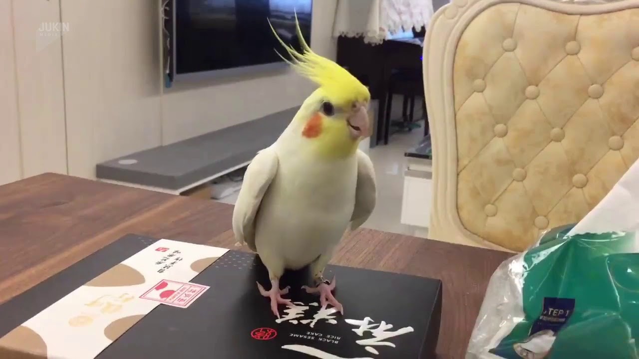 Cockatiel tap dancing on a box - YouTube