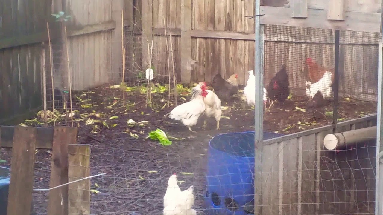 ANGRY hen attacks rooster - YouTube
