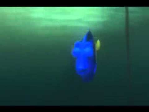 Finding Nemo Dory Monologue When I Look At You, I'm Home - YouTube