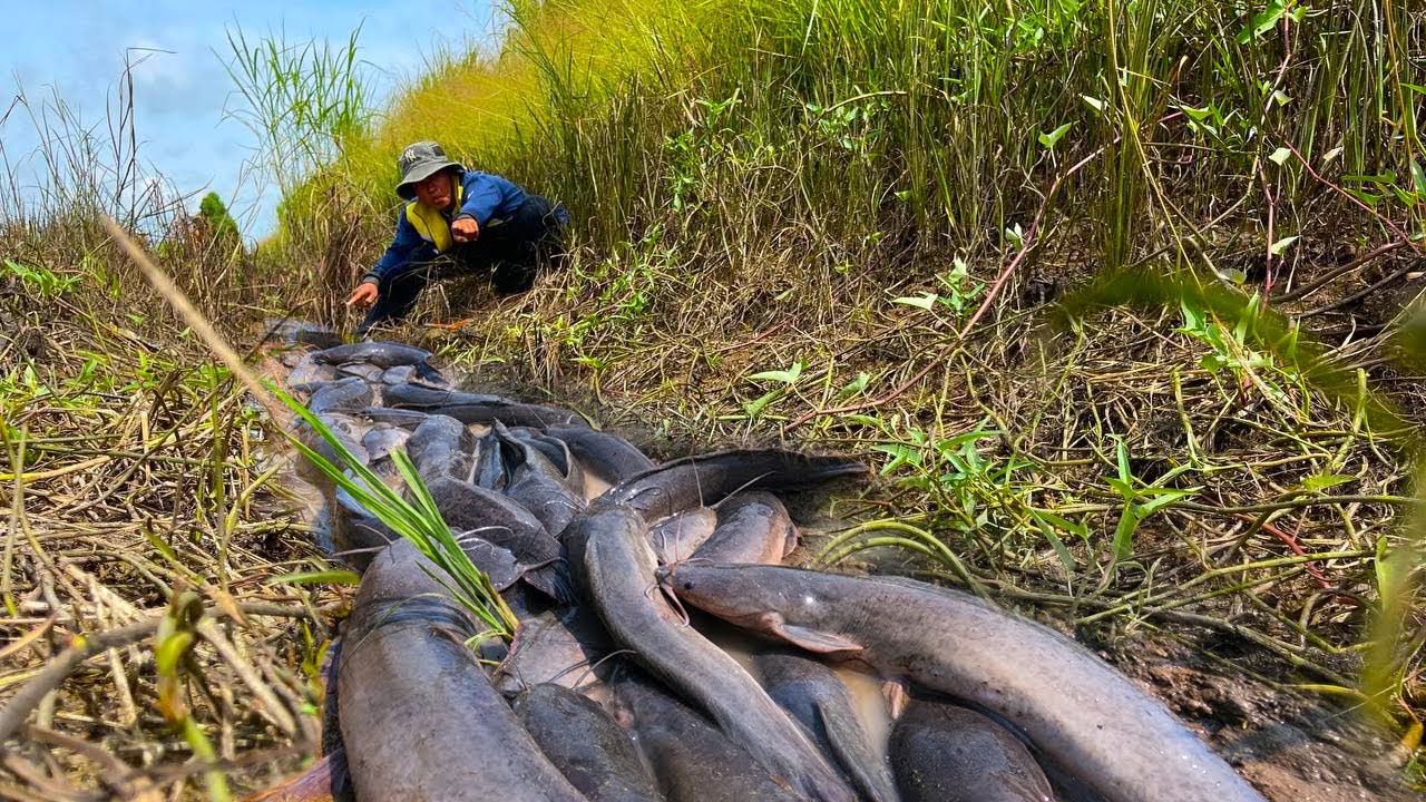 amazing fishing ! fisherman catch a lot of fish in canal when dry water ...