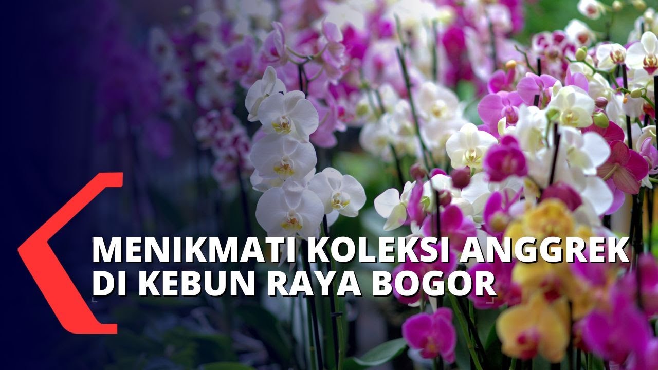 Menikmati Keindahan Anggrek di Griya Anggrek Kebun Raya Bogor Jadi Ide ...
