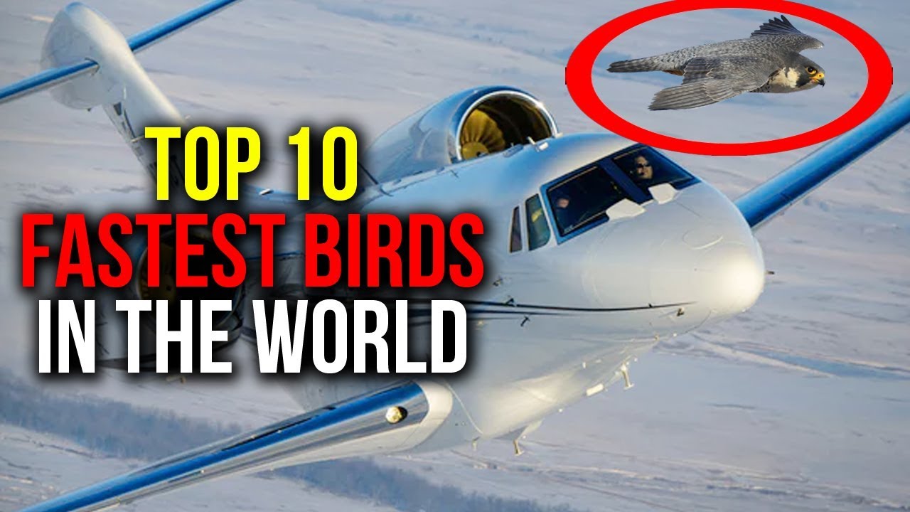 TOP 10 FASTEST BIRDS IN THE WORLD 2018 - YouTube