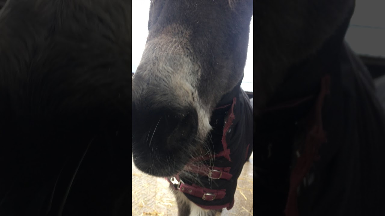 Donkey Sanctuary Manchester 28/01/2018 - YouTube