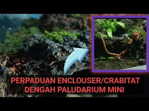 How To Set up a Terrestrial Tarantula Enclouser #tarantulas #tarantula ...