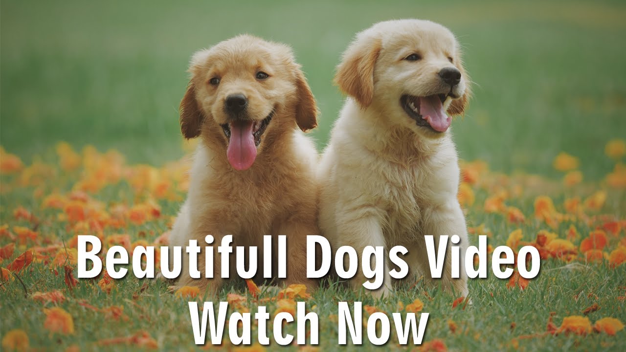 Dog Videos for kids | Beautiful Dog Baby | Funny & Cute Dogs for Kids ...