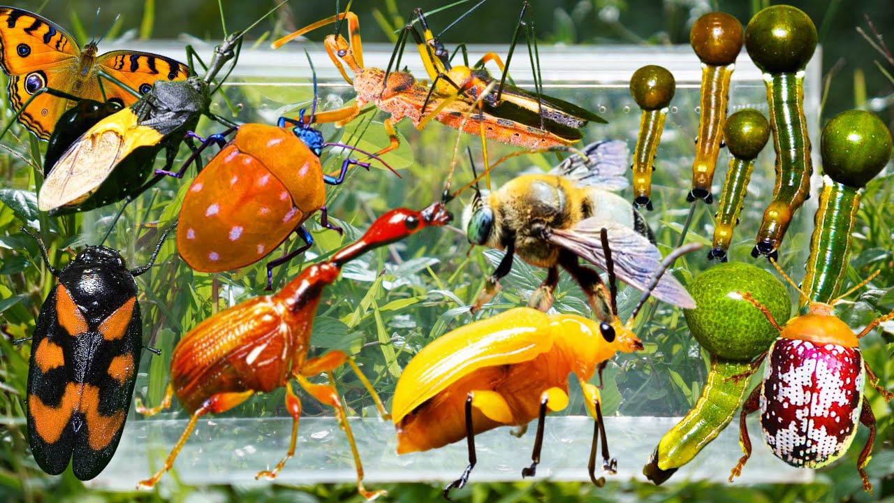 Wild Bug Hunting: Assassin Bugs, Rare Caterpillars, Long-Necked Beetles ...