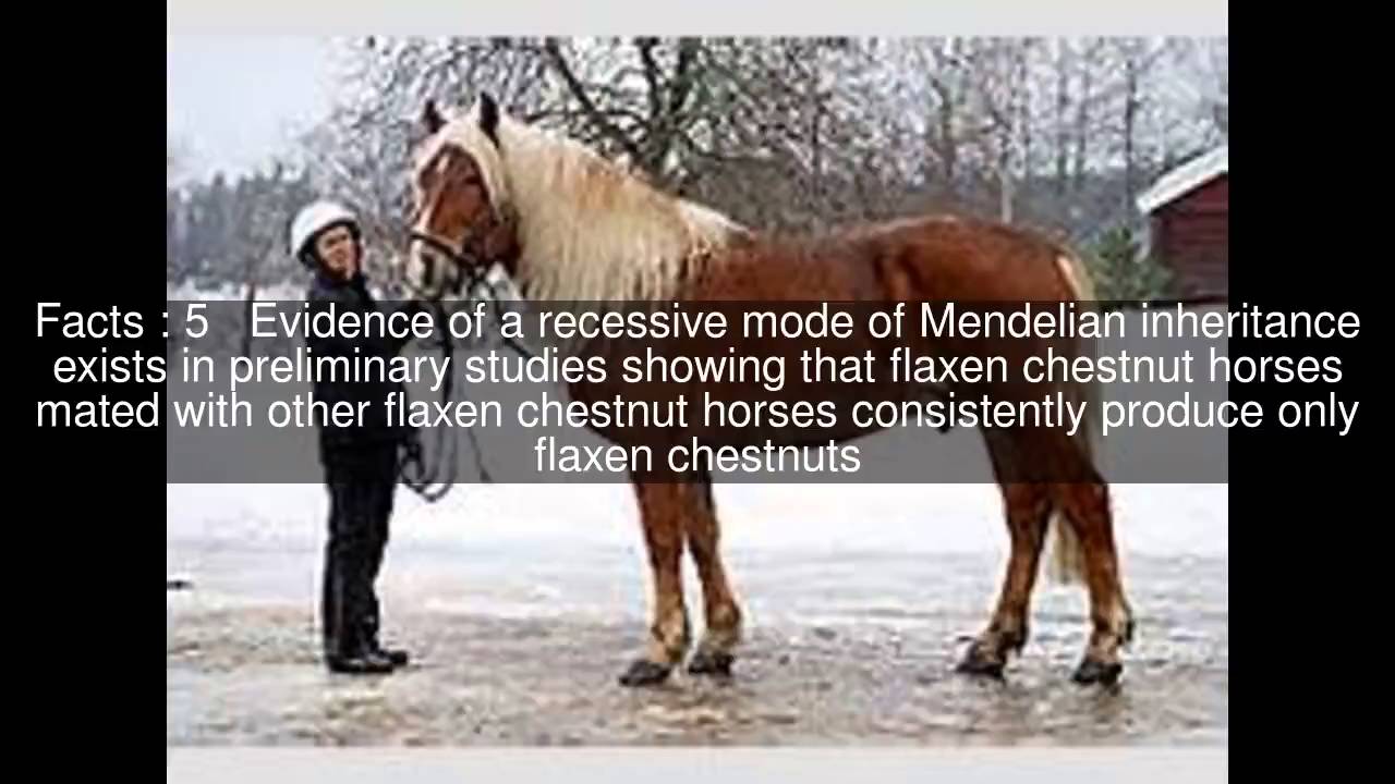 Flaxen gene Top #8 Facts - YouTube