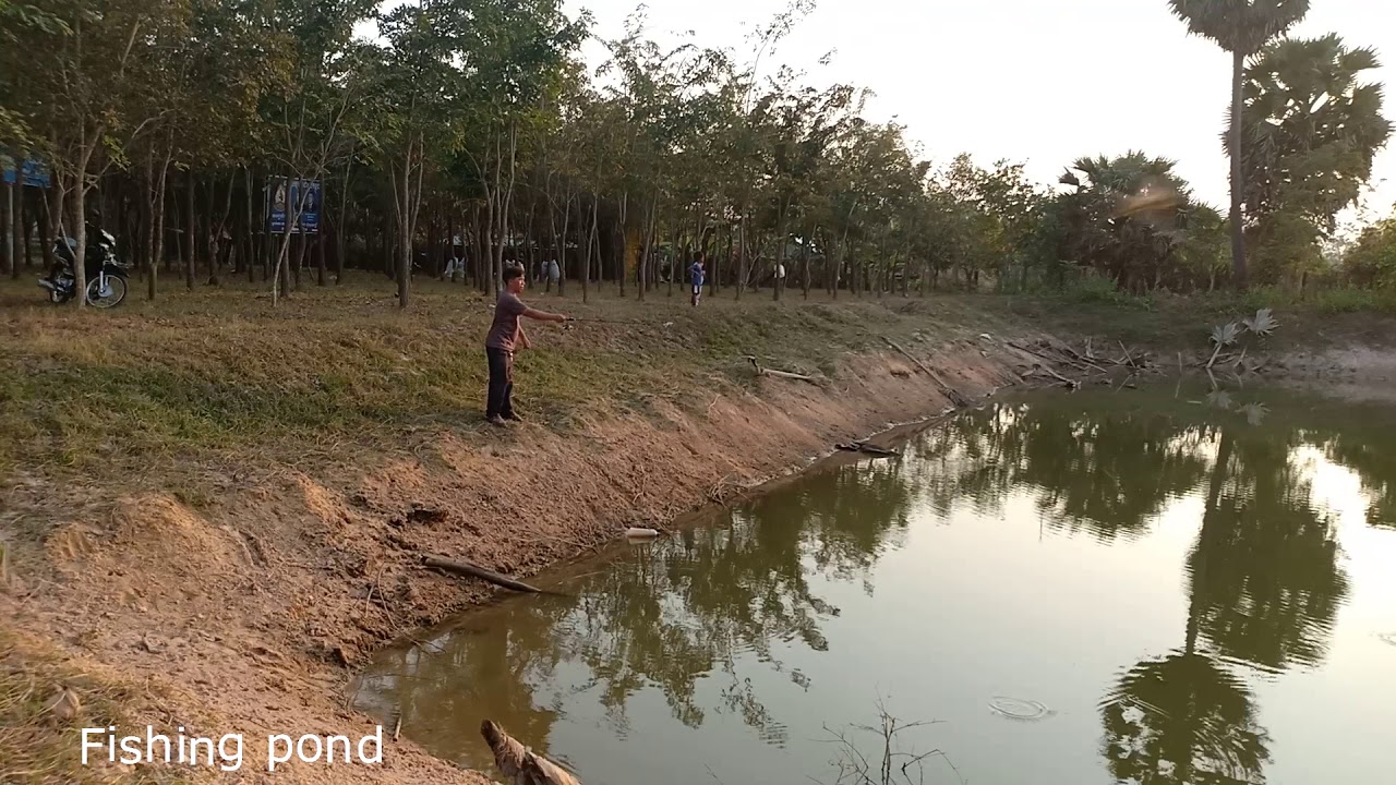 Fly fishing ponds ,Fishing Catching Fish At Small Pond In Cambodia ...