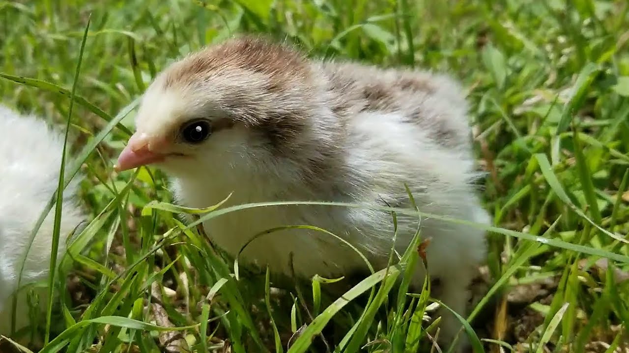 Baby Chickens in the Grass - SOOTHING SOUNDS - YouTube