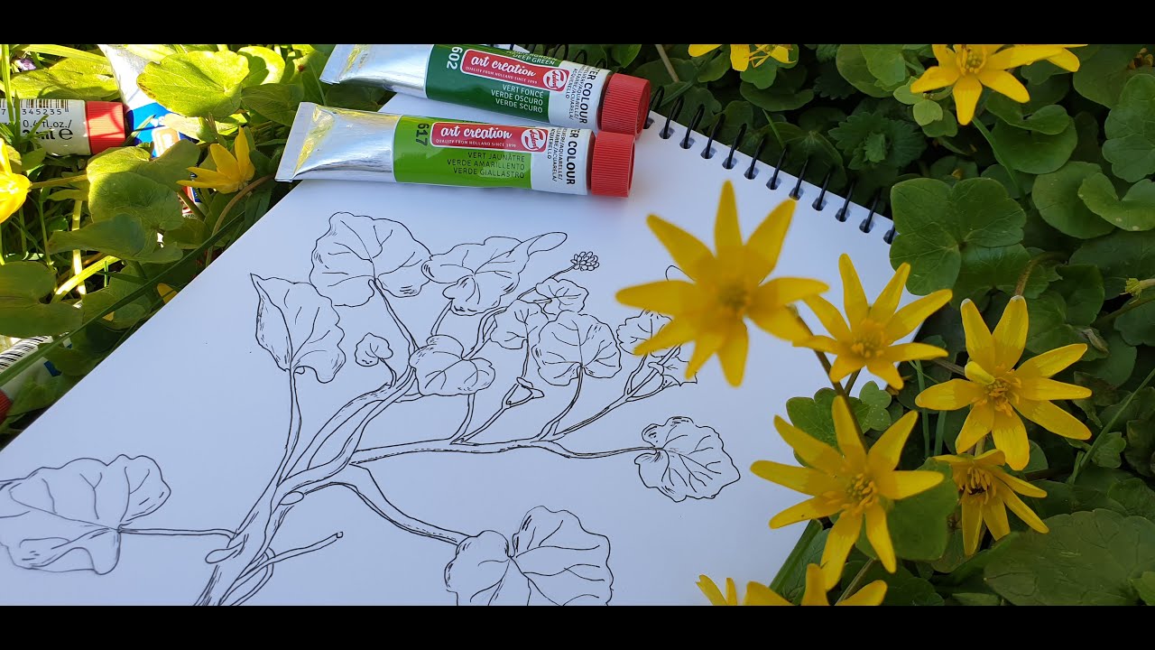 Ranunculus ficaria drawing / Ficaria verna / Pilewort / drawing yellow ...