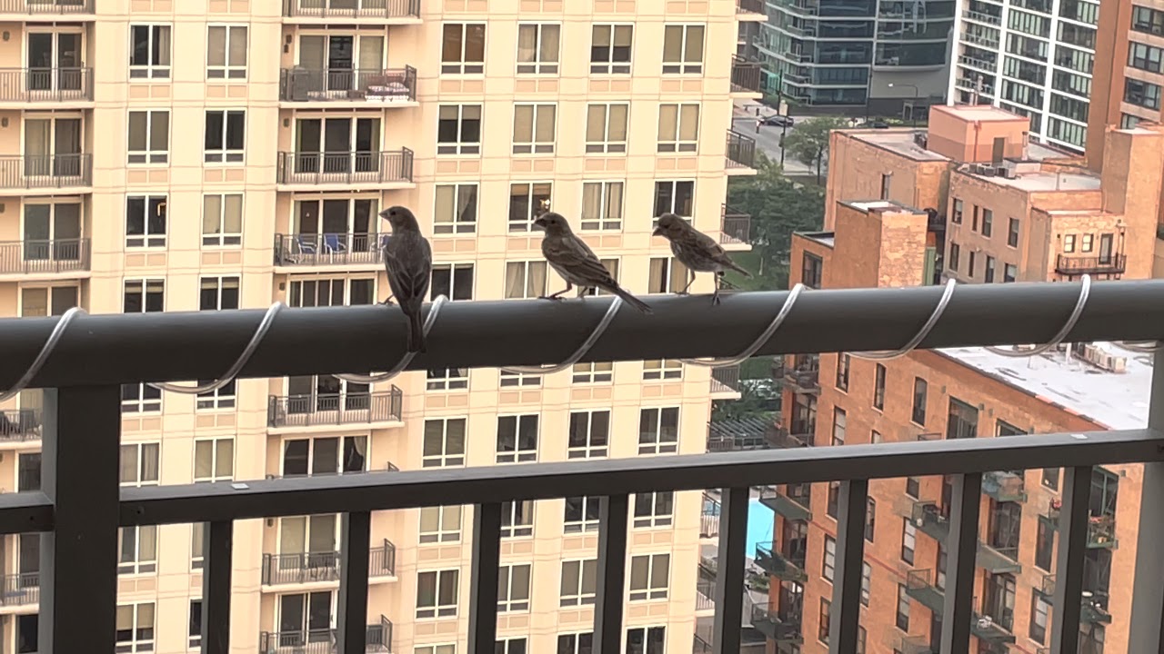 3 birds singing in Chicago. - YouTube
