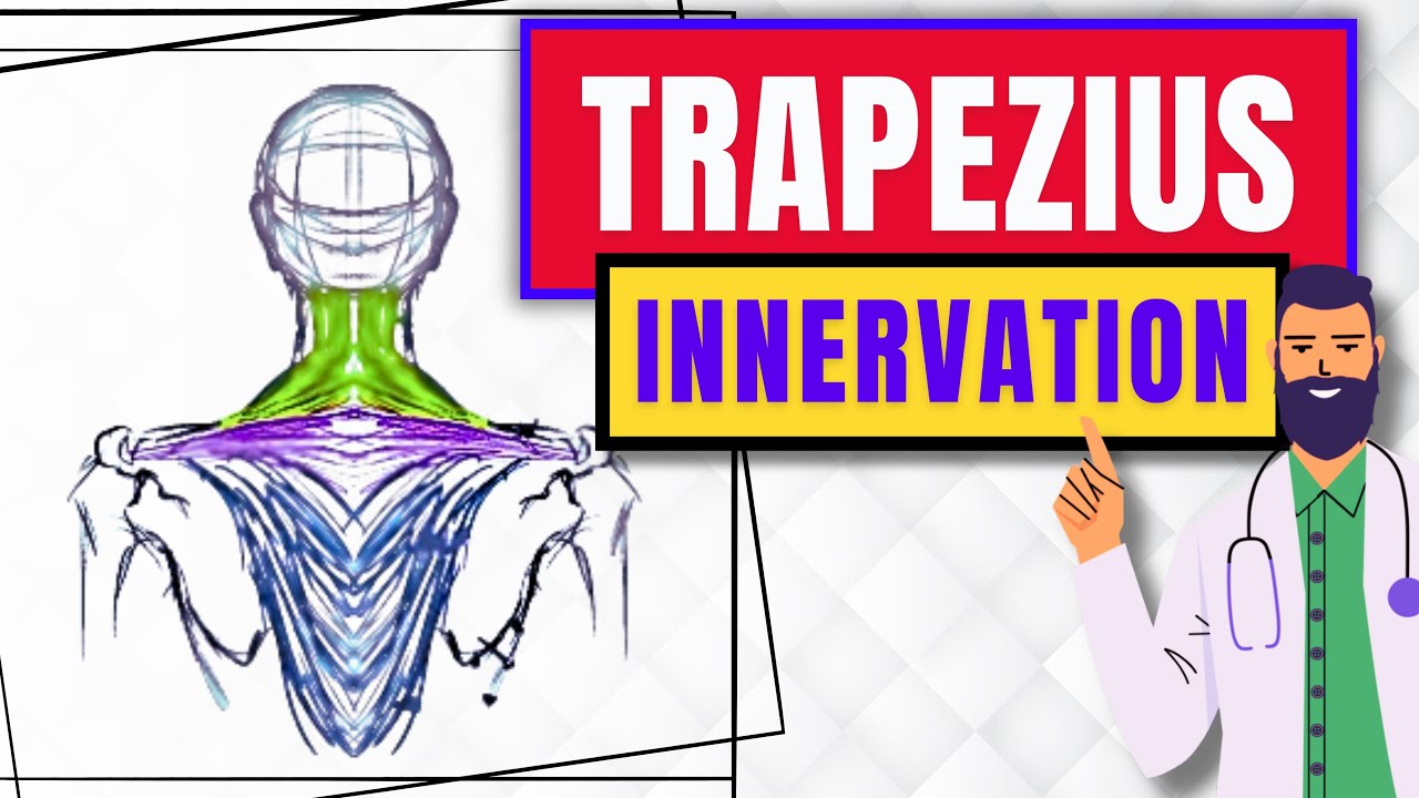 Innervation Of The Trapezius Muscle? - YouTube
